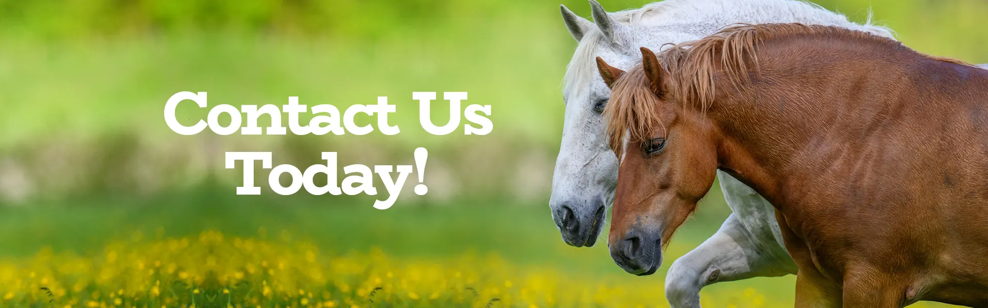 Contact Us | Arkansas Thoroughbred Retirement and Rehabilitation Foundation Inc.