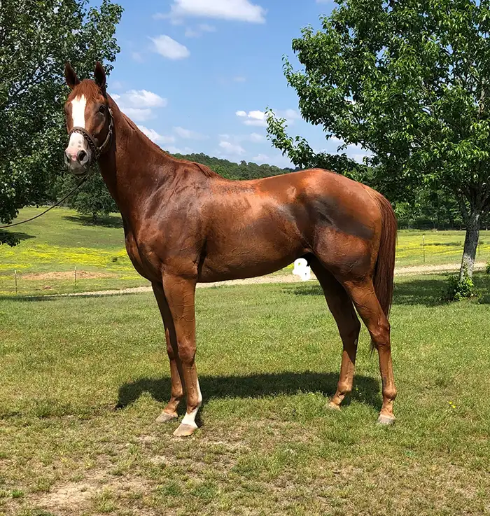 Our Horses | Arkansas Thoroughbred Retirement and Rehabilitation ...